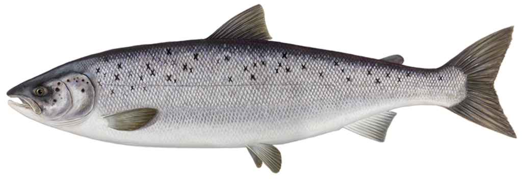 Smoked Whitefish Fillets – Mi Great Lakes Fish Co