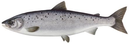 Smoked Whitefish Fillets – Mi Great Lakes Fish Co